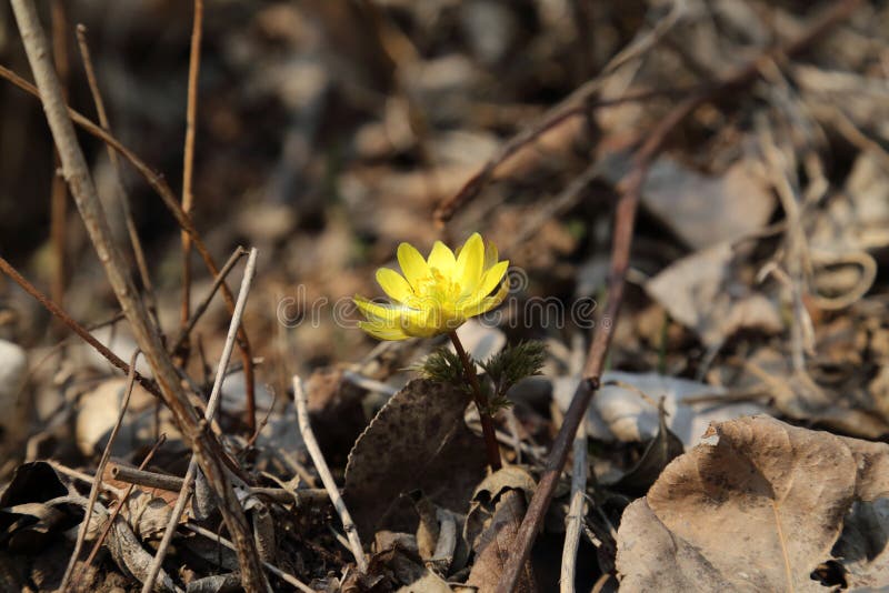 Adonis Amurensis Regel Et Radde Stock Image - Image of start, life ...