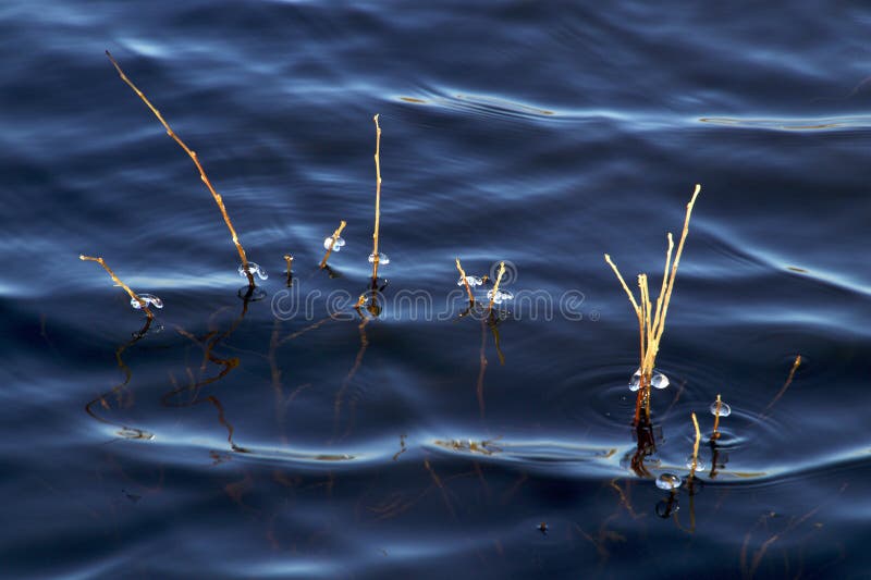 Ice Formations on Twigs in the Lake in a Very Cold Water Stock Photo ...