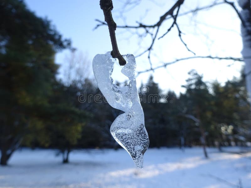 Ice forming on branch stock image. Image of weather, netherlands - 73212265