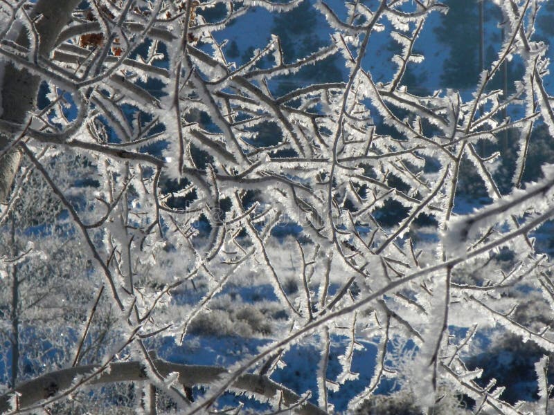 Ice Forms on Branches As the Morning Starts Stock Photo - Image of ...