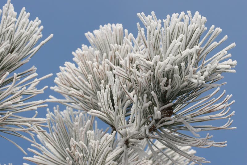Ice Frost on Pine Tree stock image. Image of green, greeting - 4442603