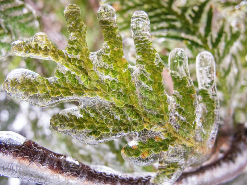 Ice frozen leaf stock photo. Image of close, frozen - 236775030