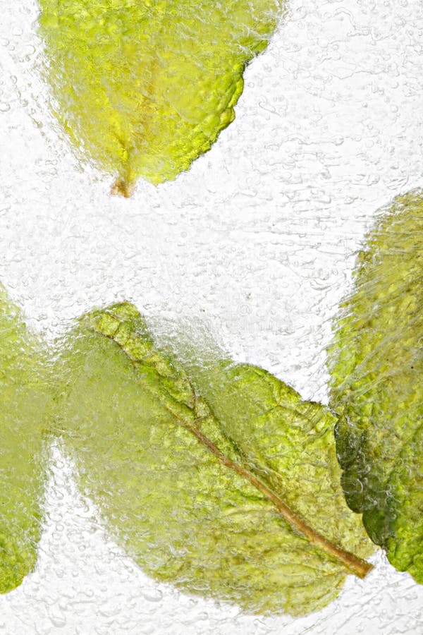 Ice with frozen mint stock image. Image of frozen, food - 23185565