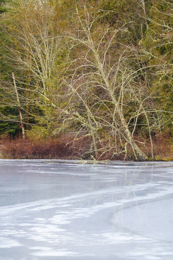 Ice on a Frozen Pond with Trees on Edge in Winter Stock Photo - Image ...
