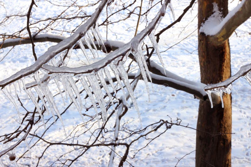 Ice on a frozen tree stock photo. Image of reed, frosting - 18172594