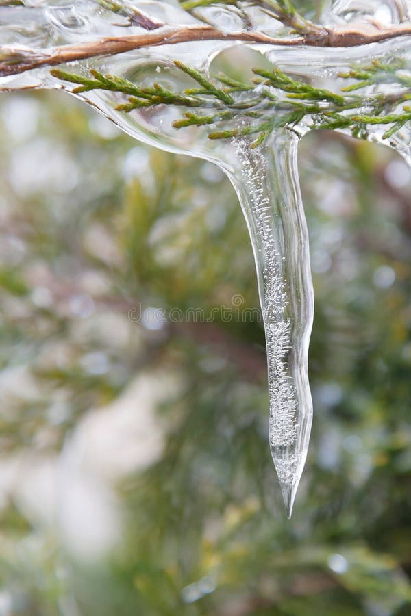 Ice stock photo. Image of bush, coniferous, beauty, cold - 37420884