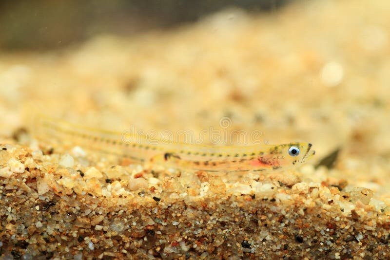 136 Fresh Water Goby Fish Photos - Free & Royalty-Free Stock Photos ...