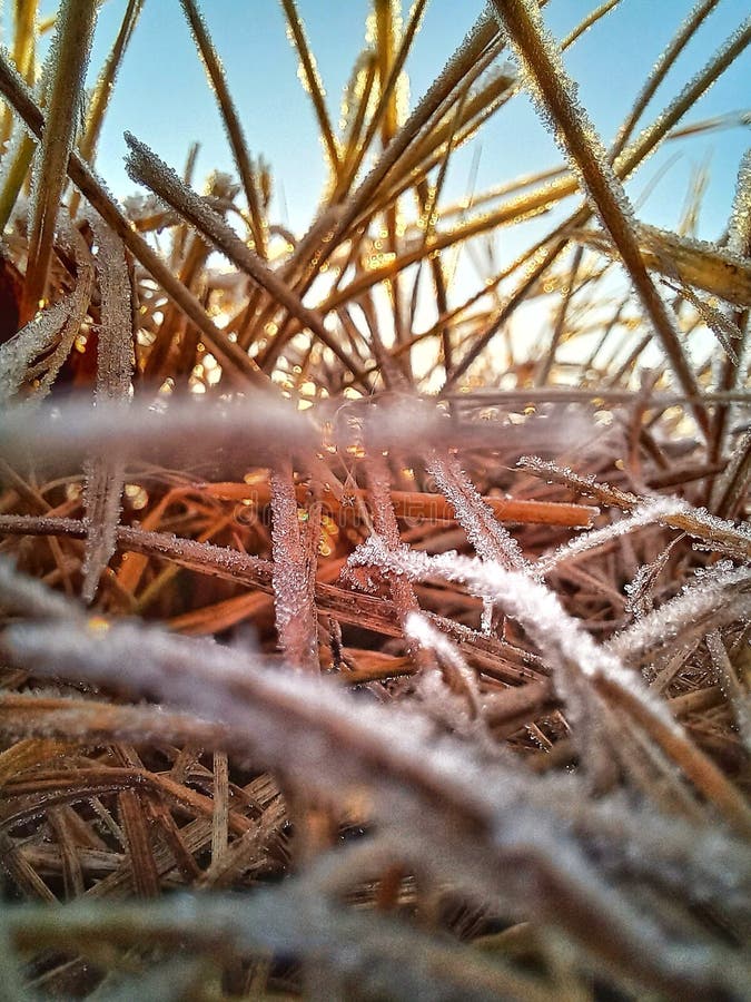Ice and graas ðŸŒ¾ stock photo. Image of spring, graas - 261215648