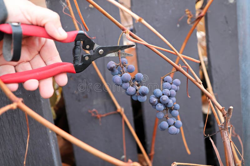 Ice Grapes Being Clipped Off Vines in the Fall Stock Image - Image of ...