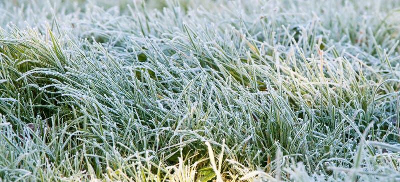 Ice on grass stock image. Image of season, autumn, morning - 12149045