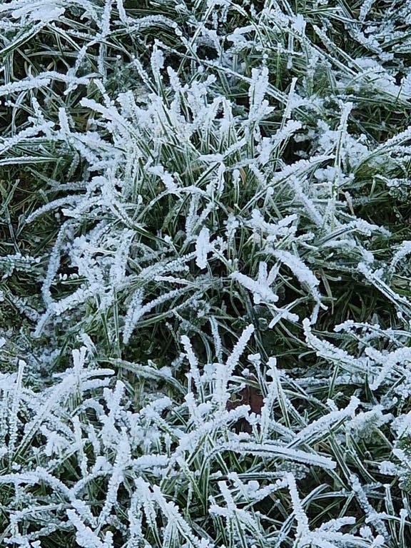 Ice on the Grass stock image. Image of snow, nature - 267521825
