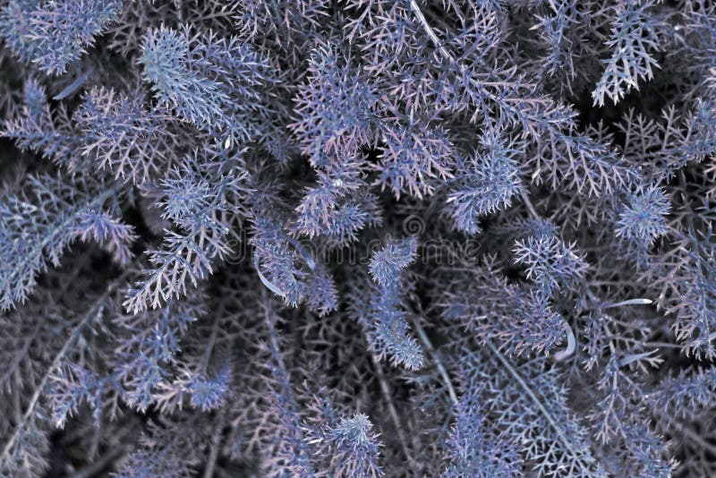 Ice grass stock photo. Image of tree, alternative, colors - 206561356