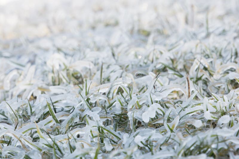 Ice on grass stock photo. Image of color, close, cold - 65526368