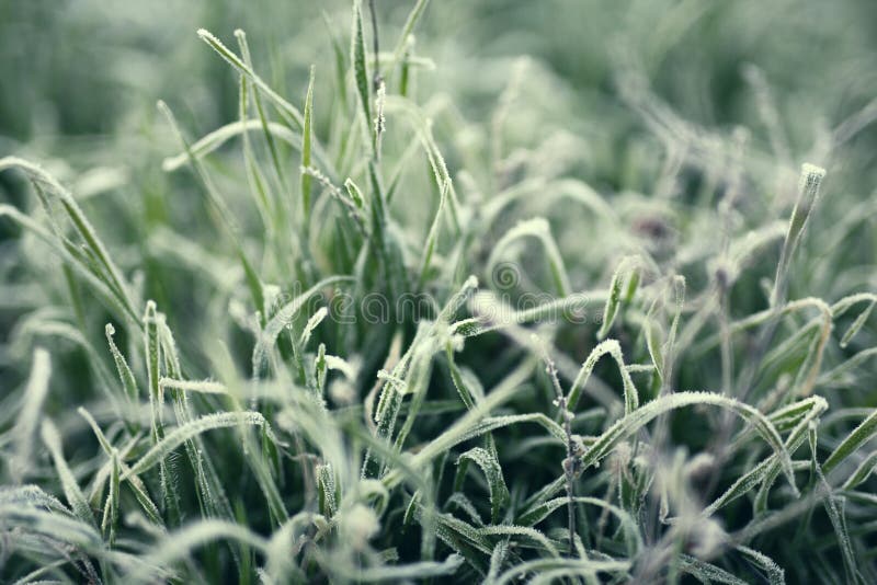 Ice and grass stock image. Image of blur, plant, crop - 46430899