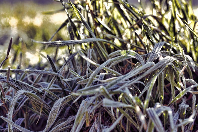Ice and grass stock photo. Image of soft, twig, grass - 46431848
