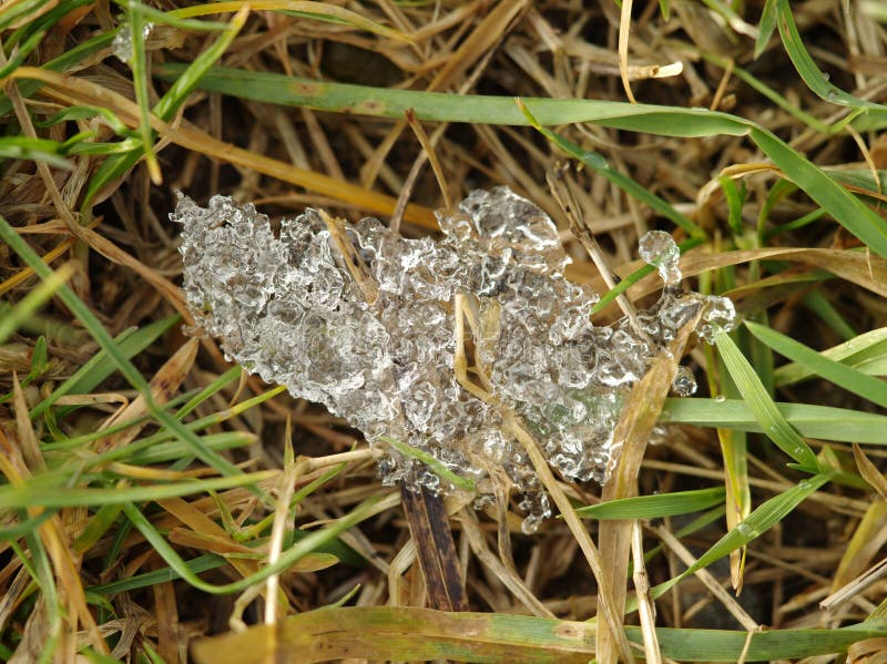 Ice on grass stock image. Image of rural, melting, meadow - 109406135
