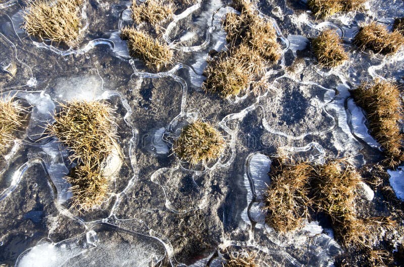 Ice, grass, soil stock image. Image of frosty, herb, frosted - 62636405