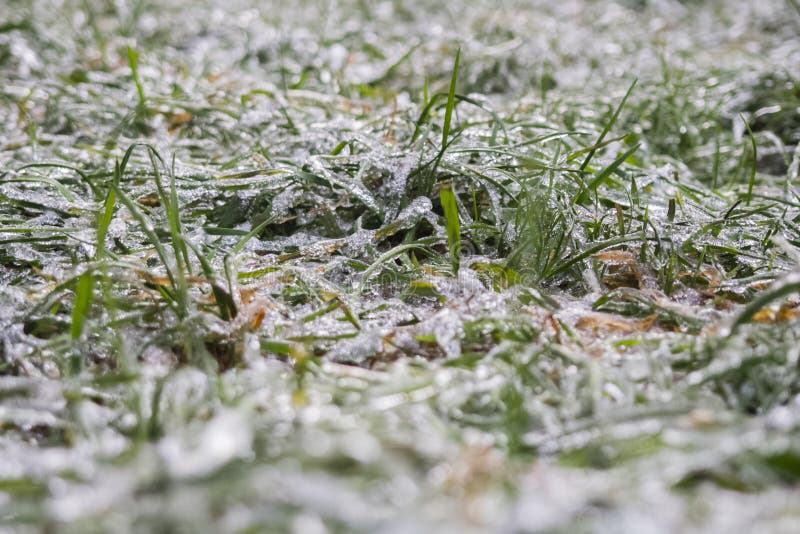 Ice. Green Grass Covered with Ice. the Concept of Adverse Weather in ...