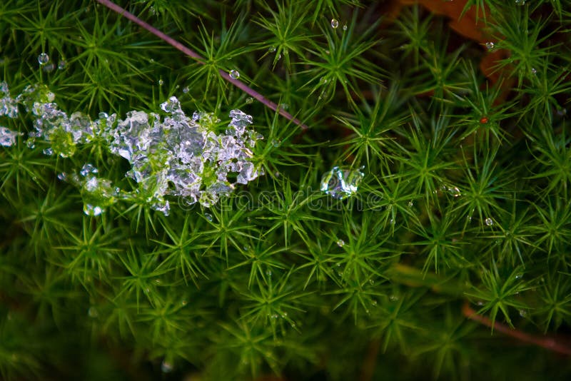 Ice on green plants stock image. Image of beautiful - 159975027
