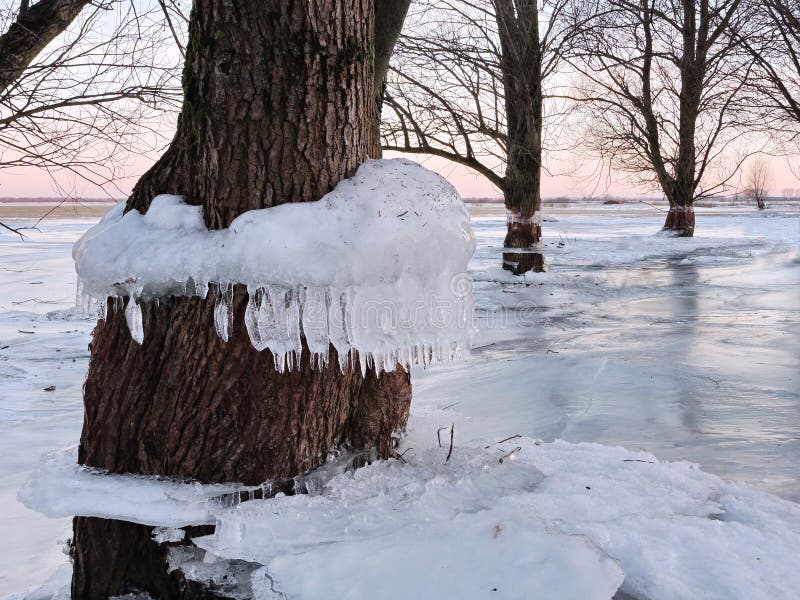 Ice icicles on tree trunk stock image. Image of natural - 86172049
