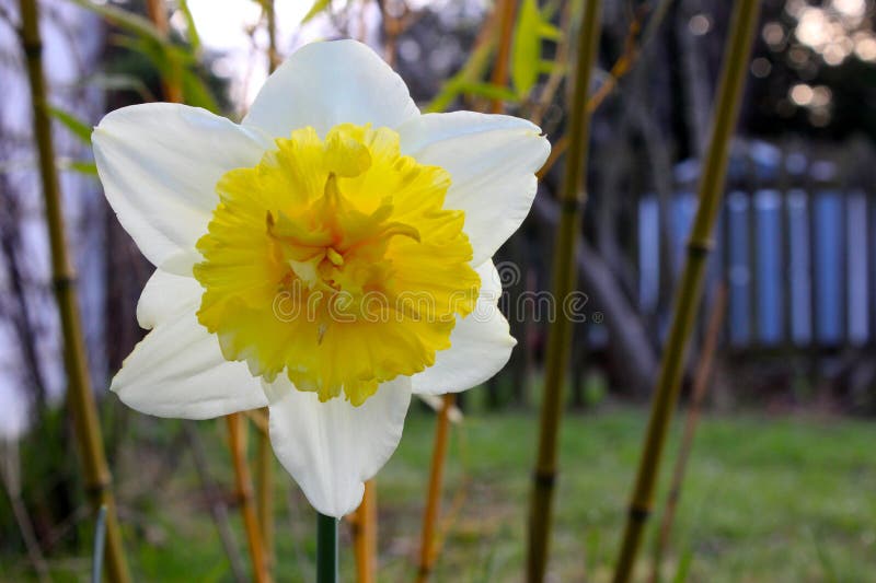 Ice King Fluffy Yellow Daffodil 03 Stock Photos - Free & Royalty-Free ...