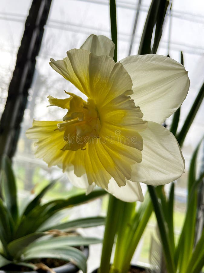 Ice King Daffodil Flower Half 03 Stock Image - Image of king, bulb ...