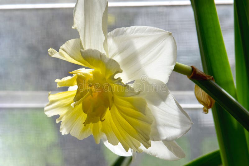 Ice King Daffodil Flower Profile 05 Stock Image - Image of narcissus ...