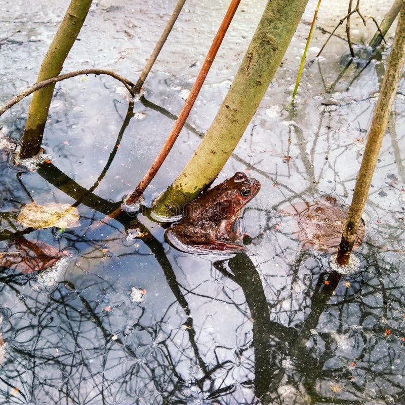 Ice on the Lake and the Brown Frog at Spring Stock Image - Image of ...