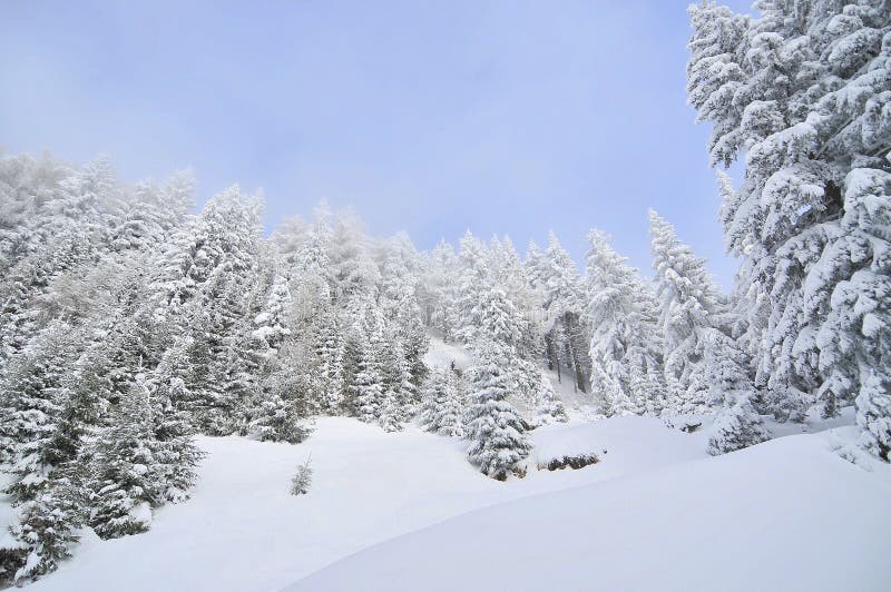 Ice Land (winter Forest Covered in Snow) Stock Image - Image of ...