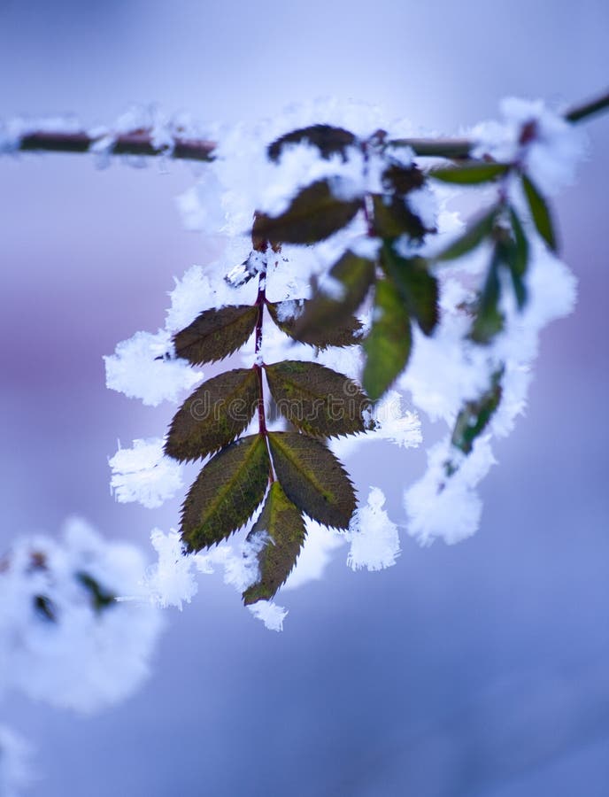 Ice leaf stock image. Image of colorful, vivid, leaf - 11760799