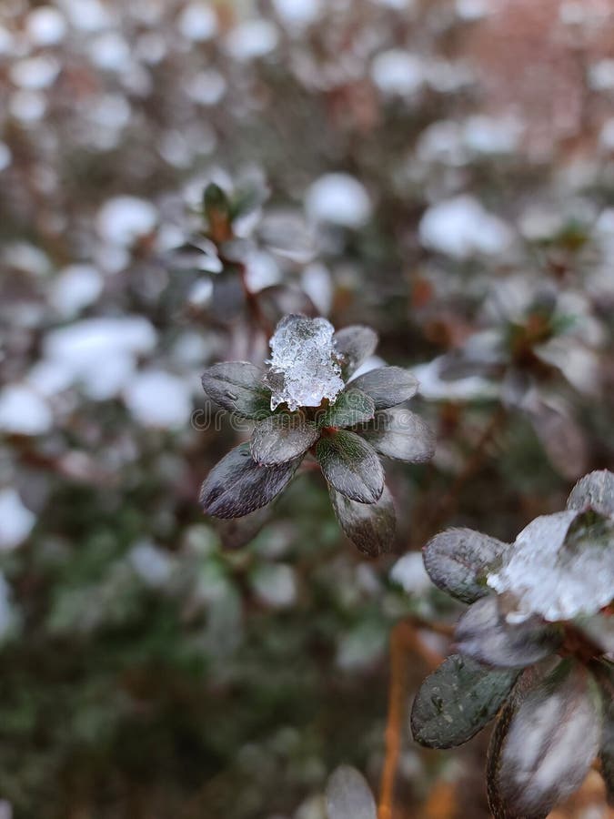 Ice on leaf stock image. Image of leaf, branch, winter - 208967455
