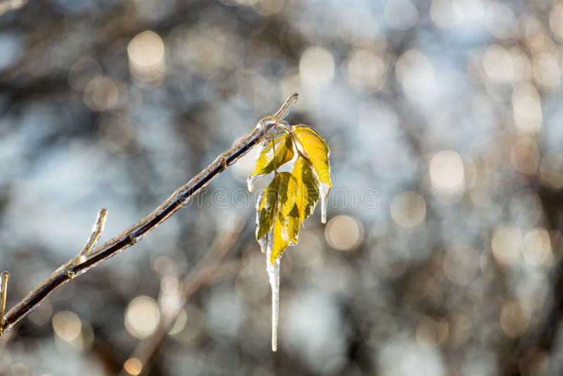 Ice Leaf stock image. Image of frozen, twig, platns, frosts - 46026045