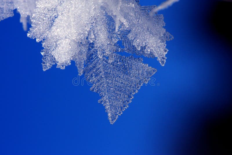 Ice leaves stock image. Image of february, brush, freeze - 5411587