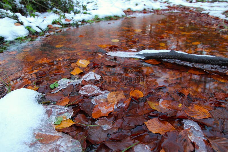 Ice and leaves in a puddle stock photo. Image of brown - 83106686
