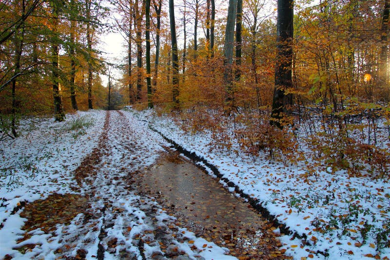 Ice and leaves in a puddle stock photo. Image of road - 83106740