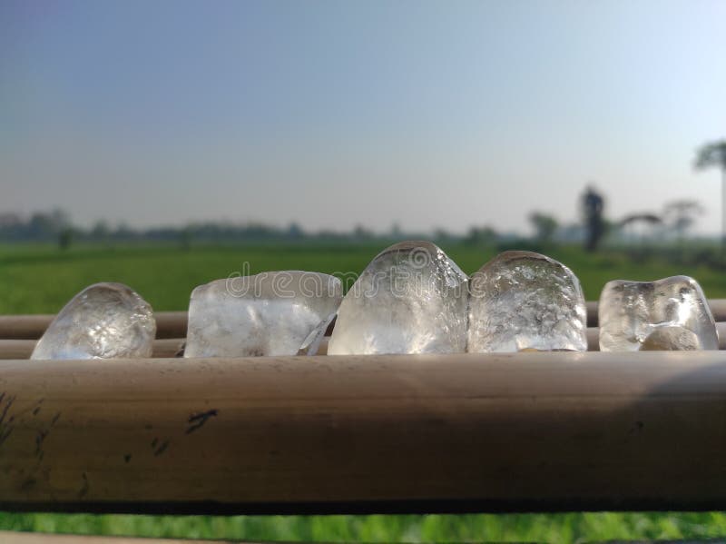 Ice Melts in the Heat of the Sun in the Rice Fields Stock Image - Image ...