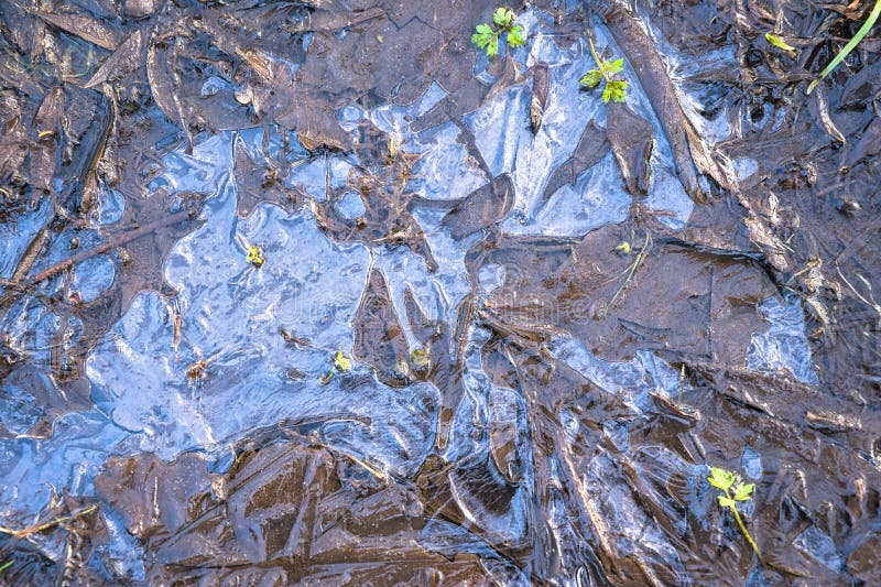 Ice and Mud on the Forest Floor Stock Image - Image of pattern, frost ...