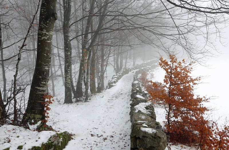 Ice Path in the Middle of the Cold Snowy Forest in Winter Stock Image ...