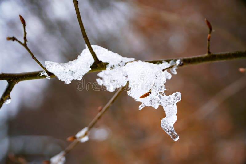 Ice Pattern, Melted Snow on a Branch, Dripping Ice Stock Image - Image ...