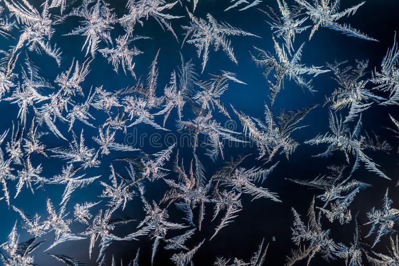 Floral seamless patterns stock vector. Illustration of elegance - 11160714