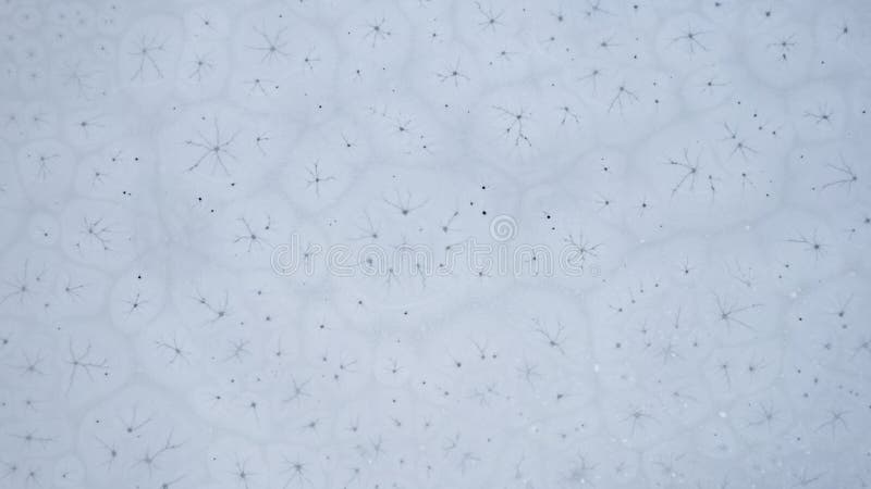 Ice Patterns on the Surface of a Freezing Lake Stock Image - Image of ...