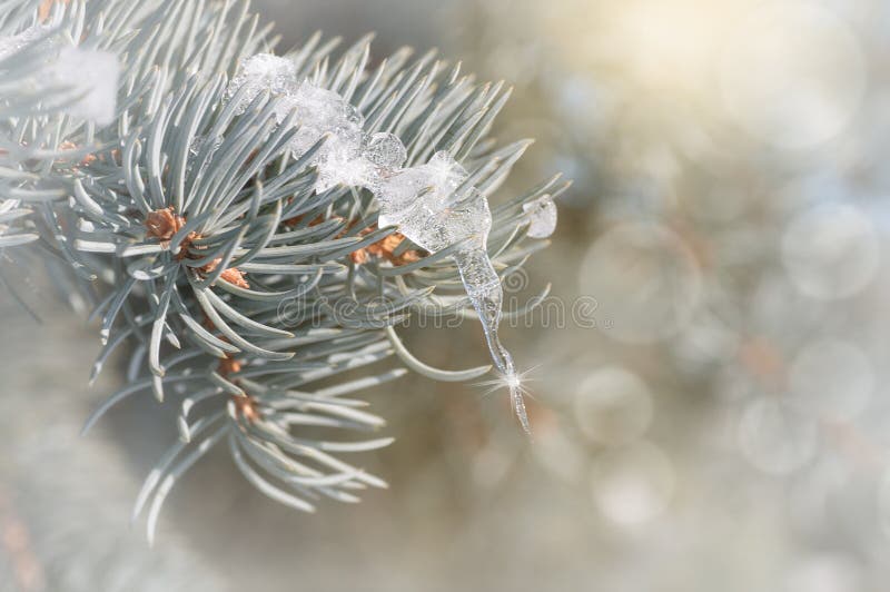 Ice on a Pine Tree Branch in Nature Stock Image - Image of morning ...