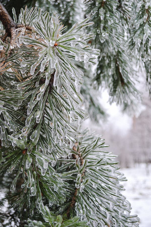 Ice on Pine Tree stock image. Image of greeting, filter - 86284349