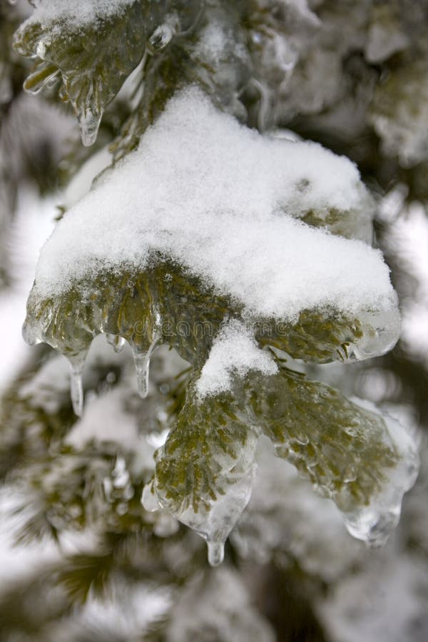 Ice on pine tree stock image. Image of needles, backgrounds - 37030907