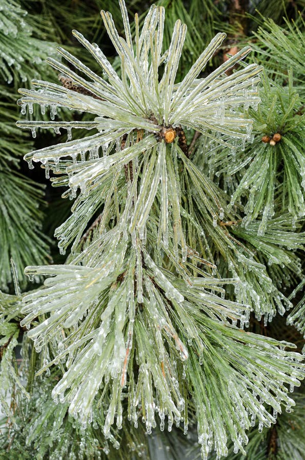 Ice pine, vertical. stock photo. Image of vertical, nature - 65872490
