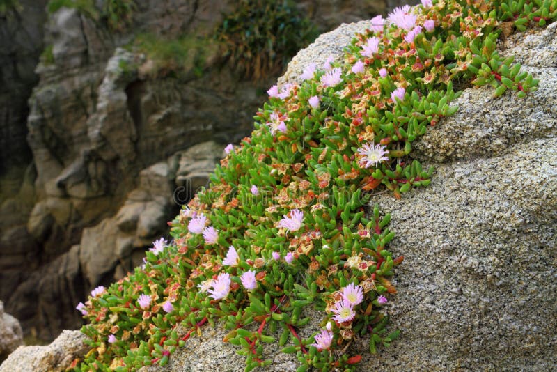 Ice plant stock image. Image of botanical, abel, aizoaceae - 26455239