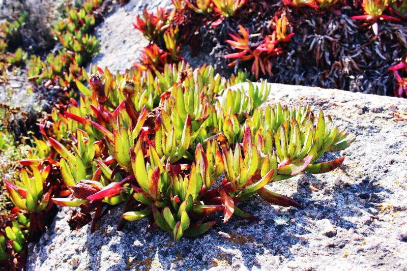 Ice plant stock image. Image of california, invasive - 44508475