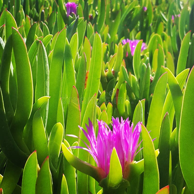 Wailea Walking Path Flowers Stock Photos - Free & Royalty-Free Stock ...