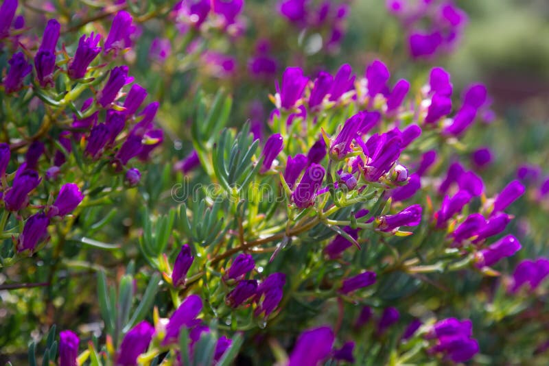 Ice-plant (Lampranthus Multiradiatus) Plant Stock Image - Image of ...