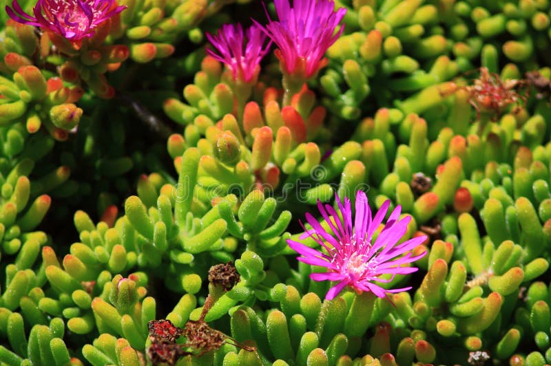 Ice Plant Flower stock image. Image of flowers, plant - 41911873